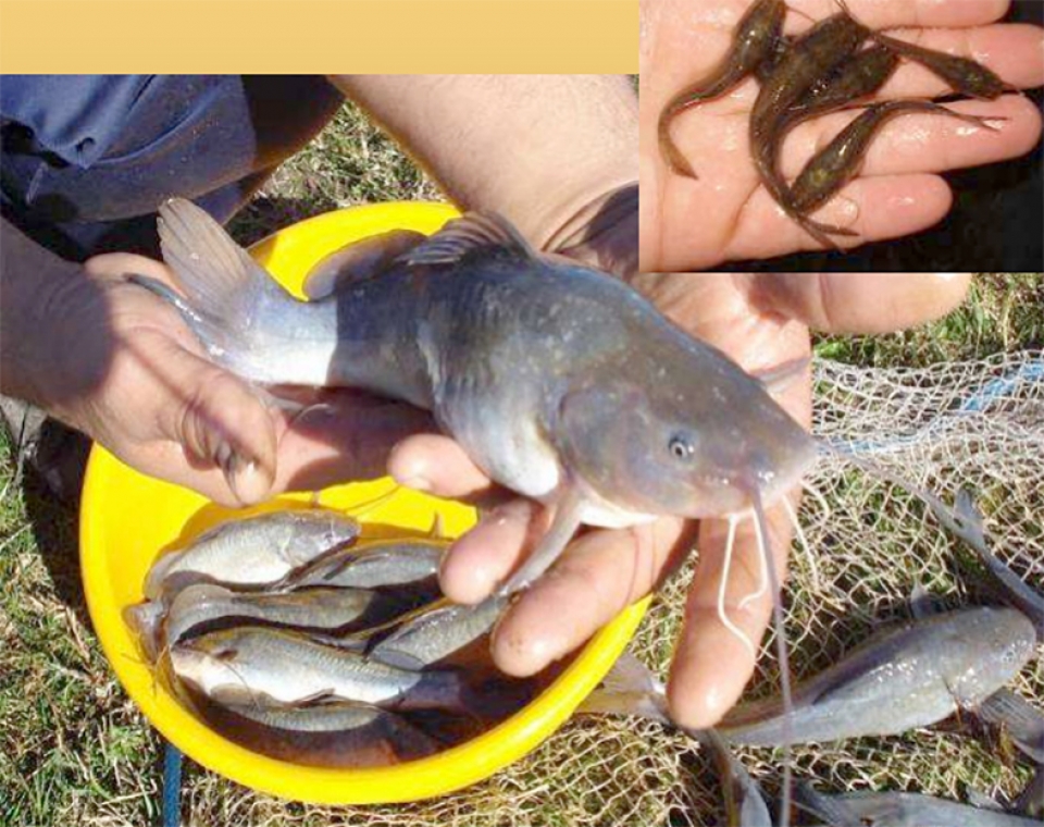 Diario Crónicas de Mercedes, Soriano, Uruguay | Cría del Bagre Negro en ...